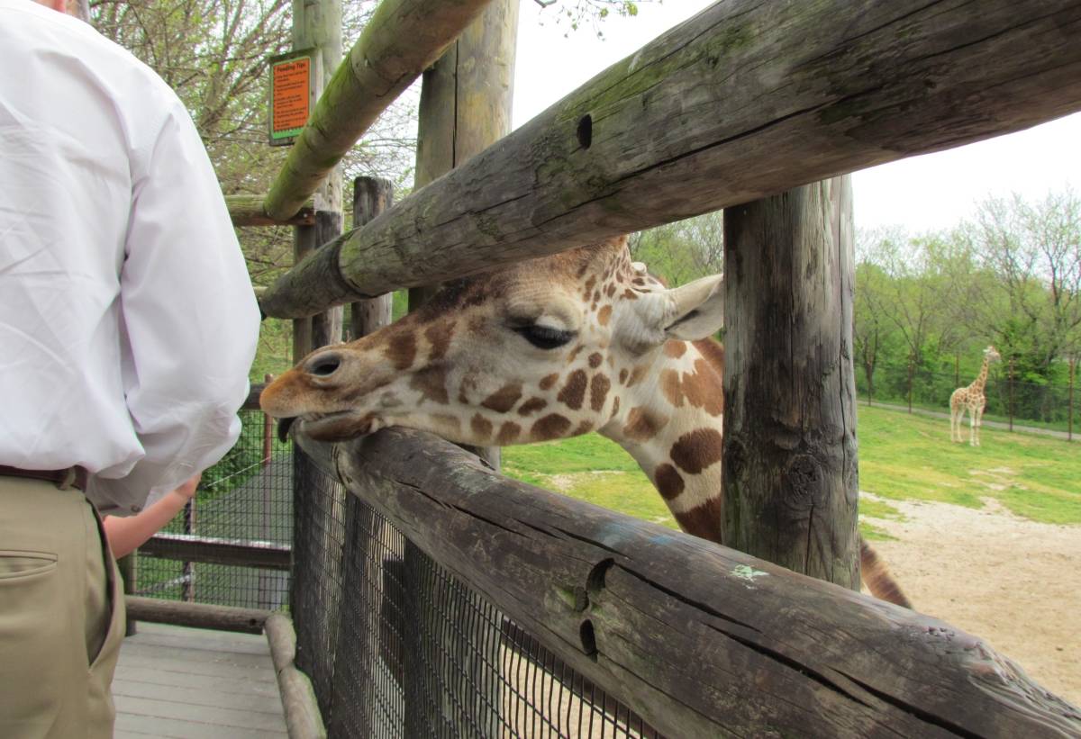 Get Up Close At Dickerson Park Zoo - Our Changing Lives