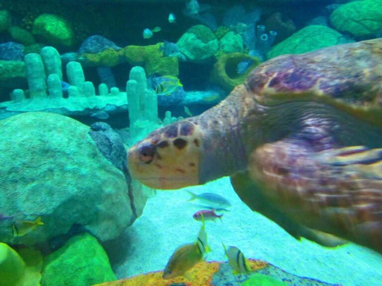 Oklahoma Aquarium Brings Sea Life To The Southwest - Our Changing Lives
