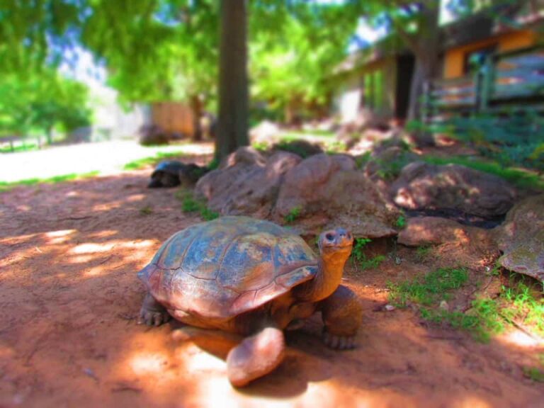 Hands On Experience At Oklahoma City Zoo - Our Changing Lives