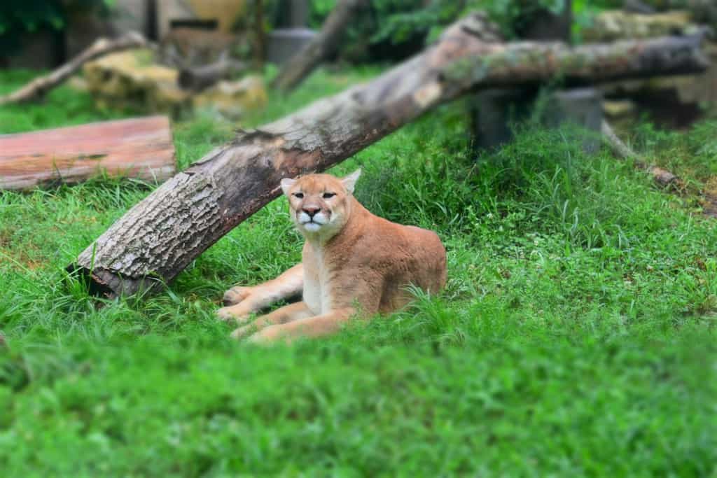 Going On Safari - Topeka Zoo - Our Changing Lives